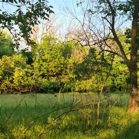 Premium Photo A Grassy Area With Trees And Bushes
