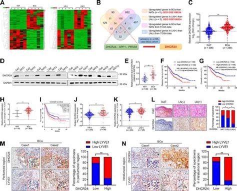 Sumoylation Driven Mrna Circularization Enhances Translation And