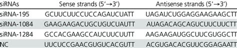 The Rna Oligonucleotides Used For Cell Transfection Download
