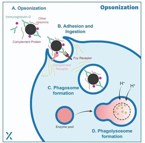 Opsonins Marker Or Tags For Phagocytotic Cells Rahaf Omar Alshabani