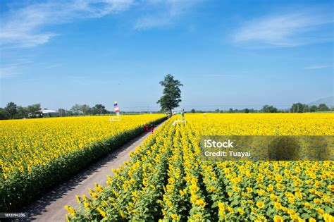 일반적인 해바라기 꽃 식물 또는 Helianthus Annuus 꽃 나무는 태국 사람들 여행자를 위해 Saraburi와