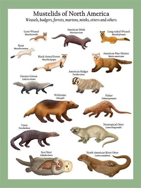 Weasel Vs Ferret