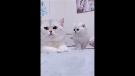奶猫第一次见到爸爸一脸好奇，不断试探的样子太萌了：你是我爸？ 000 Youtube