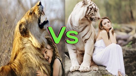 Jungle Ke Raja Kaun Hai🐯 Tiger Vs Lion 🦁4k Hd Youtube