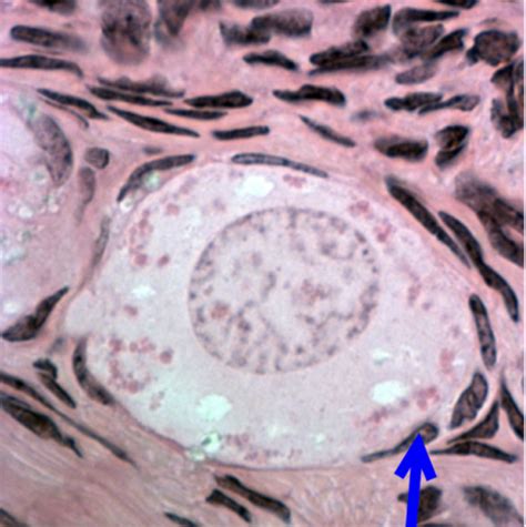 Female Repro Flashcards Quizlet Female Repro Flashcards Quizlet