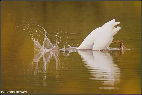 Grande Aigrette Ardea Alba Par Pierre BOURGUIGNON Photographe