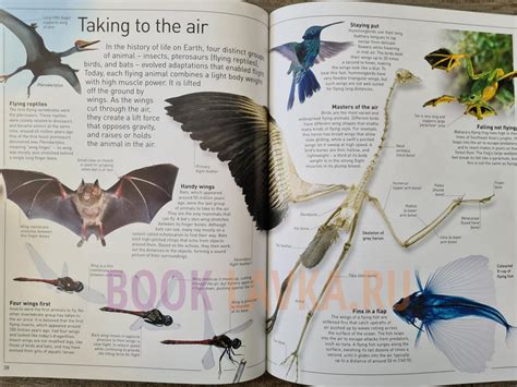 Dk Eyewitness Collection 8 Books Set Uk Originals купить в интернет