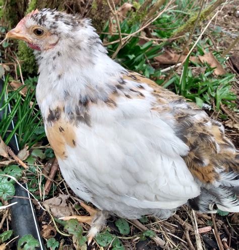 Sex Gender And Chimerism Bitchin Chickens