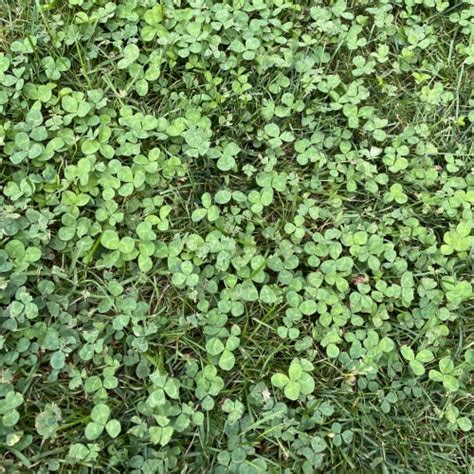 4 The Clover Reading Park Dreams 2022 Just Buffalo Literary Center Buffalo Ny