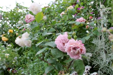 薔薇の木に薔薇の花咲く ecru