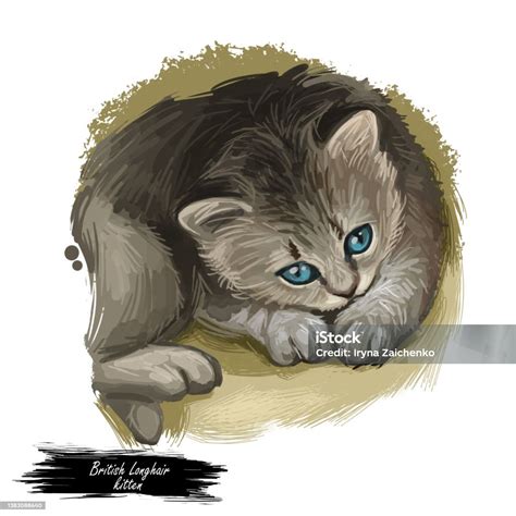 흰색 배경에 고립 된 영국 롱 헤어 고양이 웹을 위해 손으로 그린 키티의 디지털 아트 일러스트레이션 길고 우아한 새끼 고양이와