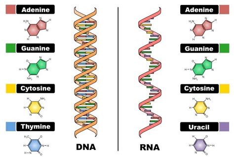 Perbedaan Dna Dengan Rna Yang Perlu Diketahui Pendidikan Ilmu Pengetahuan