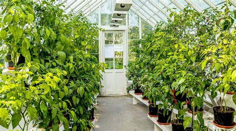 Maximizing Your Greenhouse Space Tips And Tricks