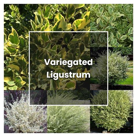 How To Grow Variegated Ligustrum Plant Care And Tips Norwichgardener
