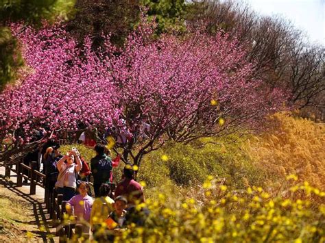赏花地图来了，北京市属公园推出35处清明假期赏花踏青场所梅花包括游客