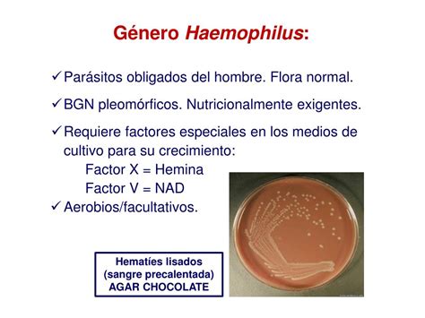 Ppt Géneros Legionella Brucella Haemophilus Y Bordetella
