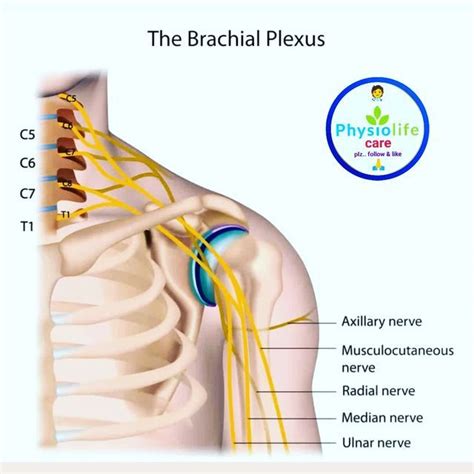 Physio Life Care 50k 🎯 On Instagram The Brachial Plexus Is The Network Of Nerves That Sends