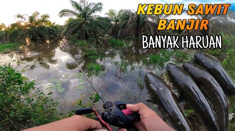 KEBUN SAWIT BANJIR BANYAK IKAN HARUAN YouTube