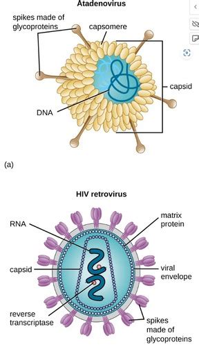 Chapter 6 Viruses Flashcards Quizlet