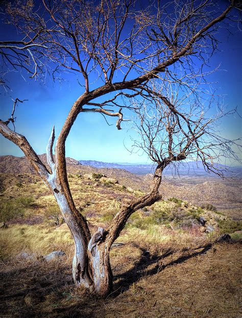 Snag Tree Arizona Desert Photograph By Gerald Mettler Pixels