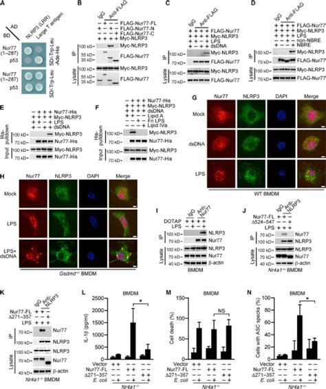 Immunity（if43）：北大夏朋延等团队解析孤儿受体nur77如何激活非经典nlrp3炎症小体 哔哩哔哩