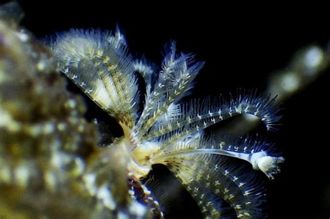Calcareous Tube Worm Hydroides Elegans · Inaturalist United Kingdom
