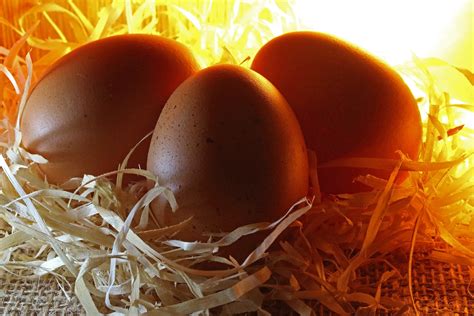How Does A Rooster Fertilize An Egg The Easy Explanation
