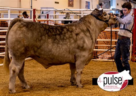 Houston Livestock Show Market Steers The Pulse