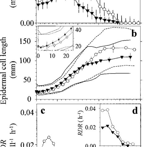 Spatial Distributions Of Epidermal Cell Length And Cell Division Download Scientific Diagram