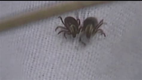 Meat Allergy From Tick Bites Becoming More Common Nbc Boston