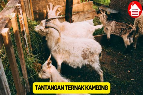 Baca Ini Sebelum Memulai 6 Tantangan Usaha Ternak Kambing