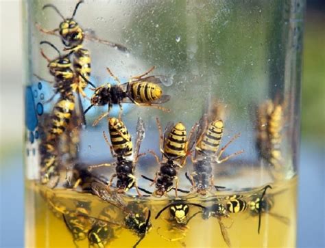 Genius Ways To Get Rid Of Wasps Keep Them Away