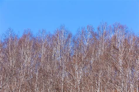 유토이미지 자작나무