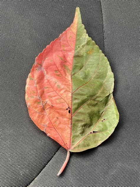 The Leaf