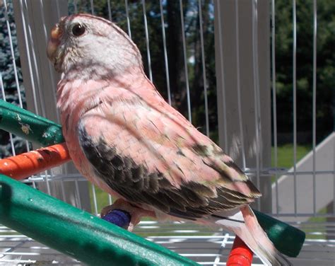 Rosey Bourkes At Royal Wings Aviary