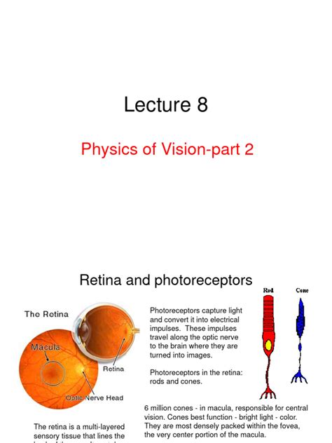 Lecture 8 2024 Pdf Retina Eye