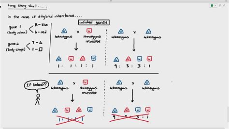 Understanding Linked And Unlinked Genes In Dihybrid Inheritance Galaxyai