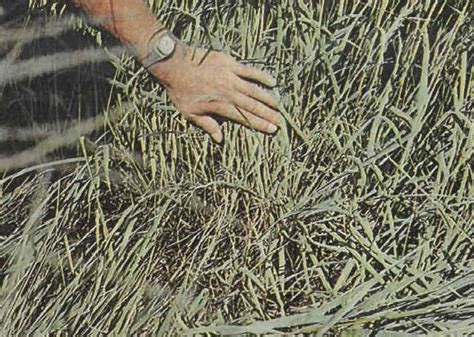 Read Smuts Finger Grass Makes A Comeback Online