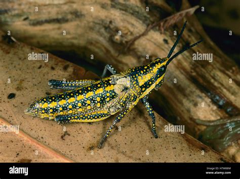 Gaudy Grasshopper Greyacris Sp Aposematic Coloration Announces Unpalatability Australia Stock