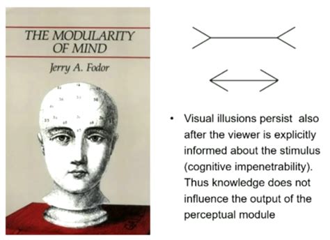 Psyc2217 Cognitive Neuroscience Flashcards Quizlet