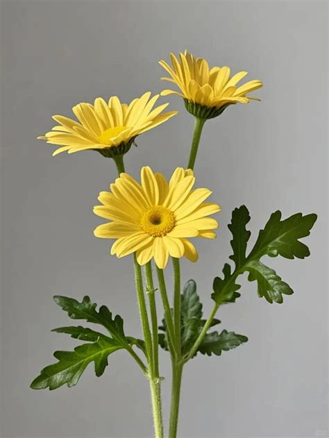 绘画素材1000更～黄色小雏菊 2 小清叶子 来自小红书网页版 花瓣网