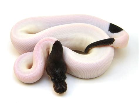 Panda Pied Ball Python