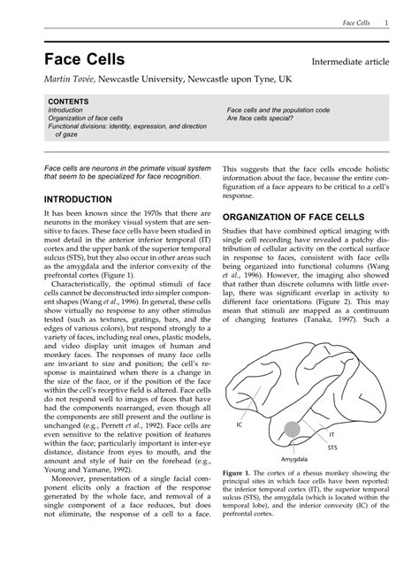 Pdf Face Cells
