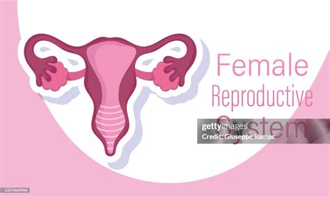 Female Human Reproductive System Internal Sex Organs Of A Woman High