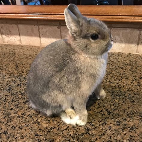 Netherland Dwarf Rabbit Rabbits For Sale Mckinney Tx 292353
