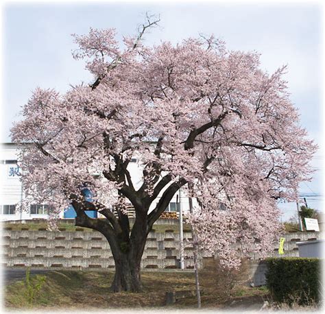 古山王の種蒔桜2