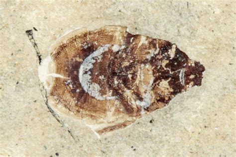 18 Detailed Fossil Diving Beetle Dytiscidae France 254452 For