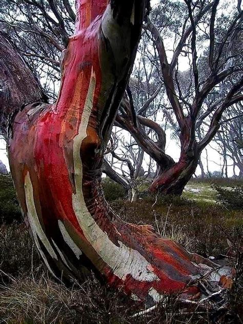 Rainbow Eucalyptusthe Most Colorful Tree On Earth The Ruins Of Murkhill