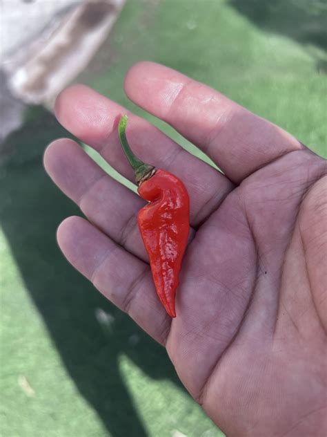 Is This A Ghost Pepper Dining And Cooking