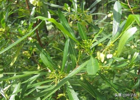 車桑子什麼時候種植最好園林綠化造林的優良樹種 每日頭條